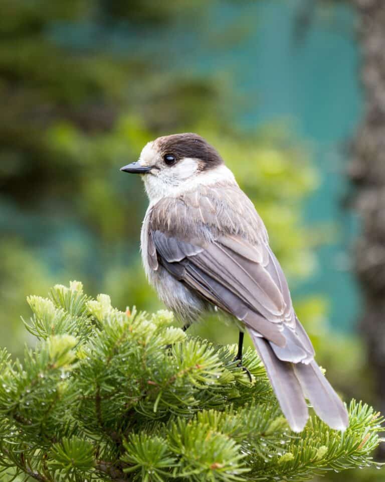 What Is the National Bird of Canada? (Why Was It Chosen?)