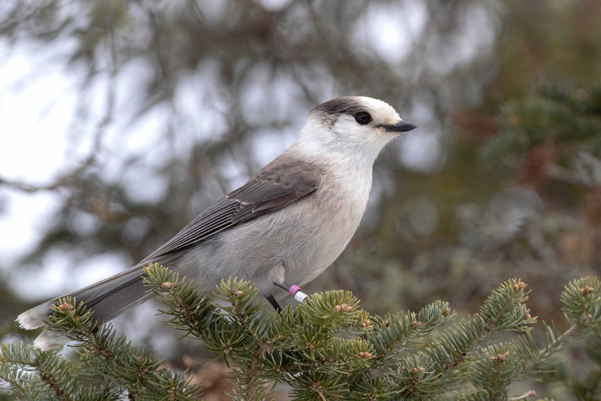 What Is the National Bird of Canada? (Why Was It Chosen?)