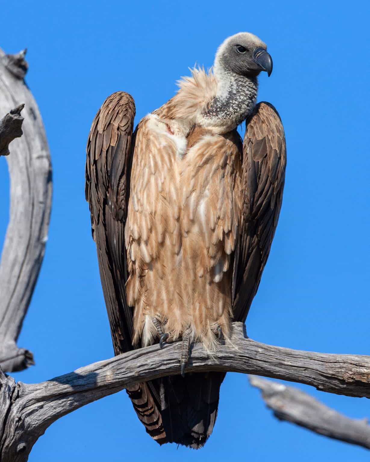 Top 10 Largest Vulture Species in the World