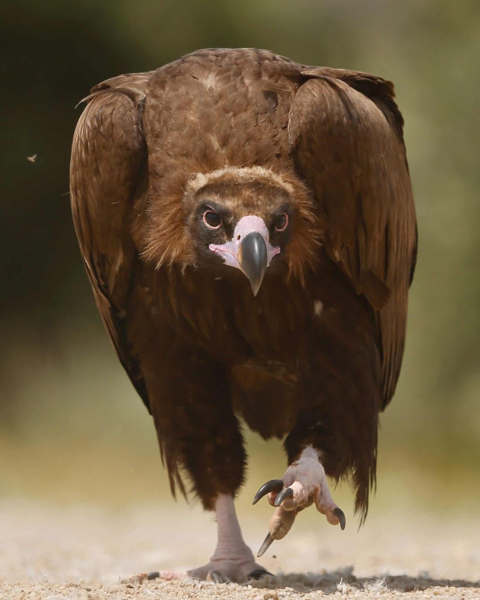 Top 10 Largest Vulture Species in the World