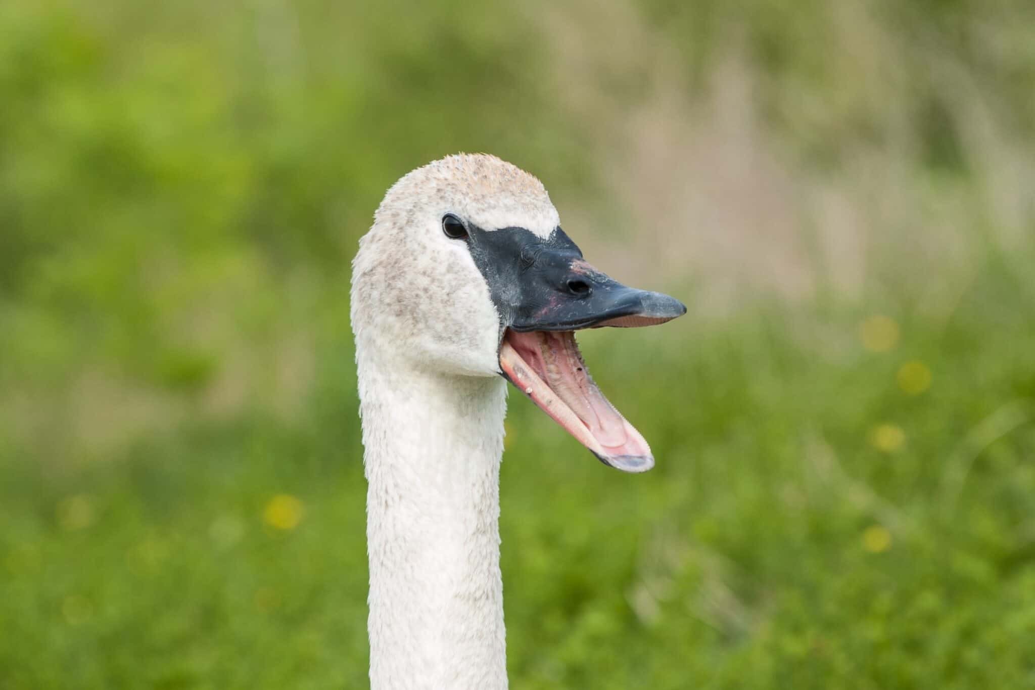 Do Birds Have Teeth? - 8 Birds That Have "Teeth"