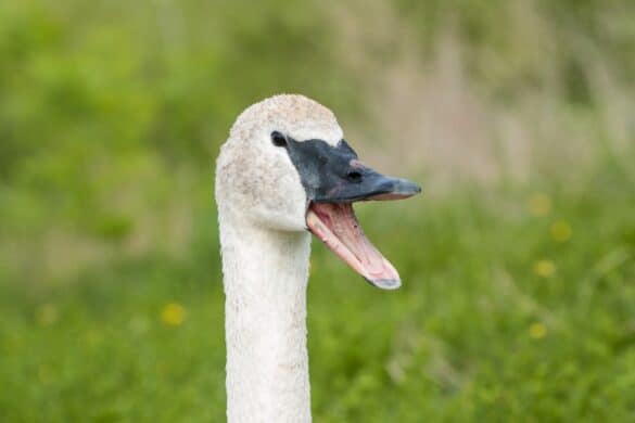Do Birds Have Teeth? - 8 Birds That Have "Teeth"