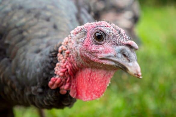 What Is the Red Thing on a Turkey’s Neck? - Bird Helpful