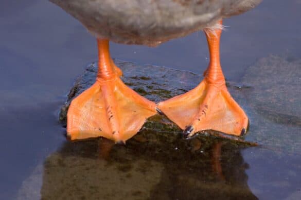 What Are Duck Feet Called? (Duck Feet Name & Facts)