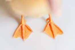 What Are Duck Feet Called? (Duck Feet Name & Facts)