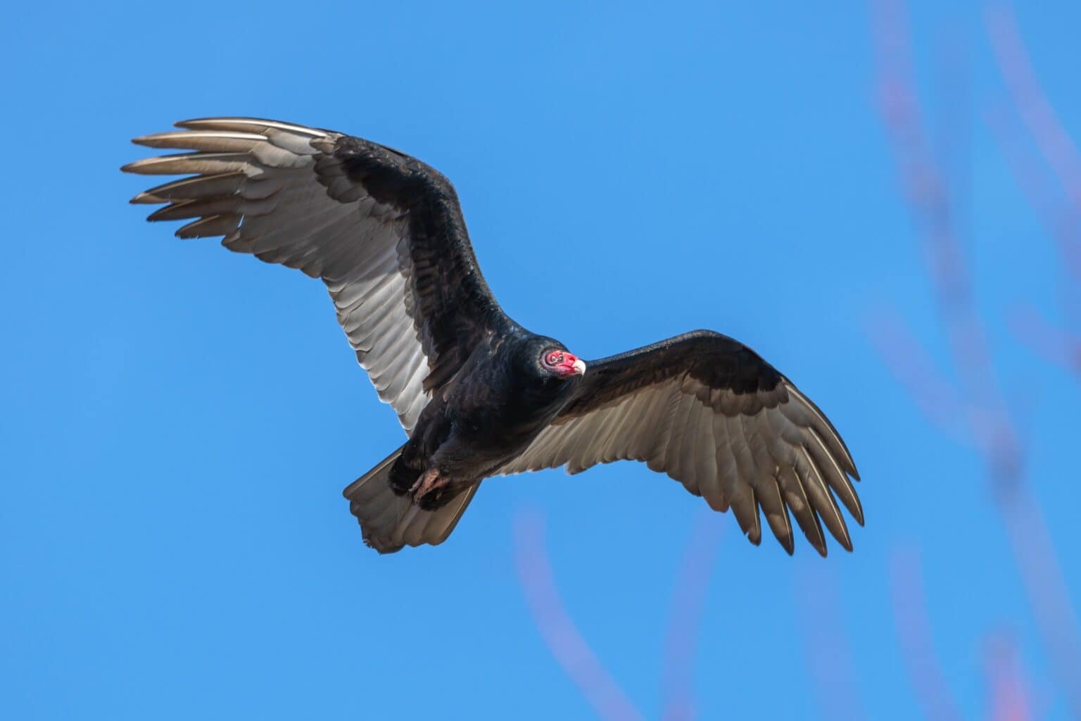 How Big Are Turkey Vultures? (Wingspan, Size & More)