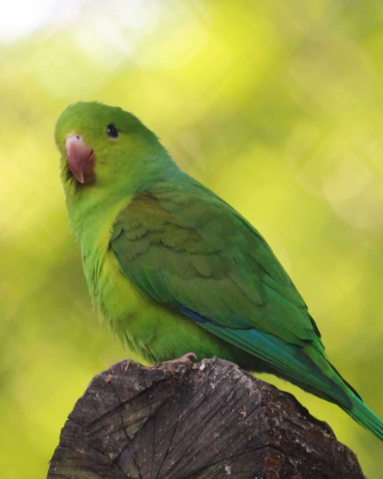17 Types of Parrots That Make Wonderful Pets
