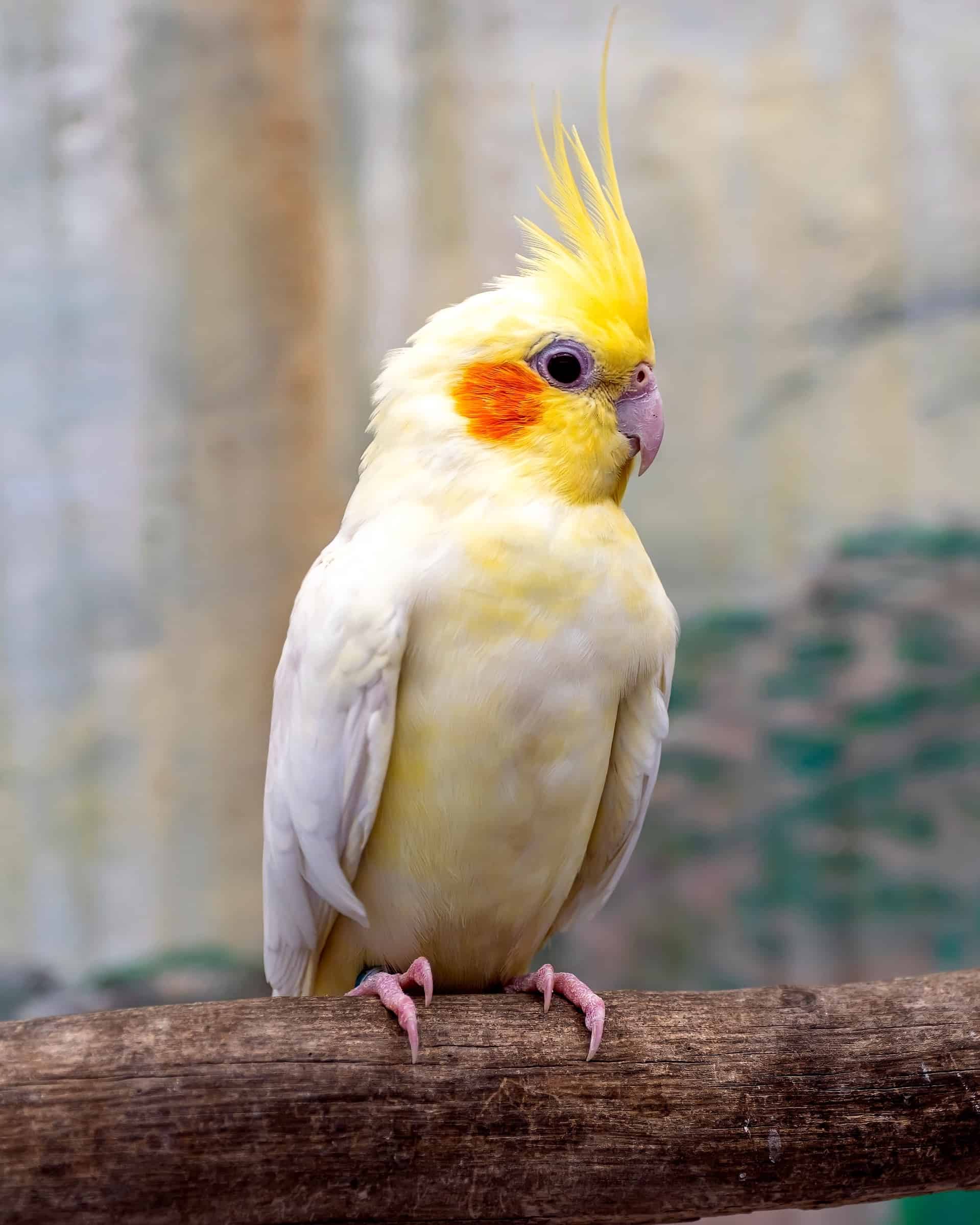 17 Types of Parrots That Make Wonderful Pets