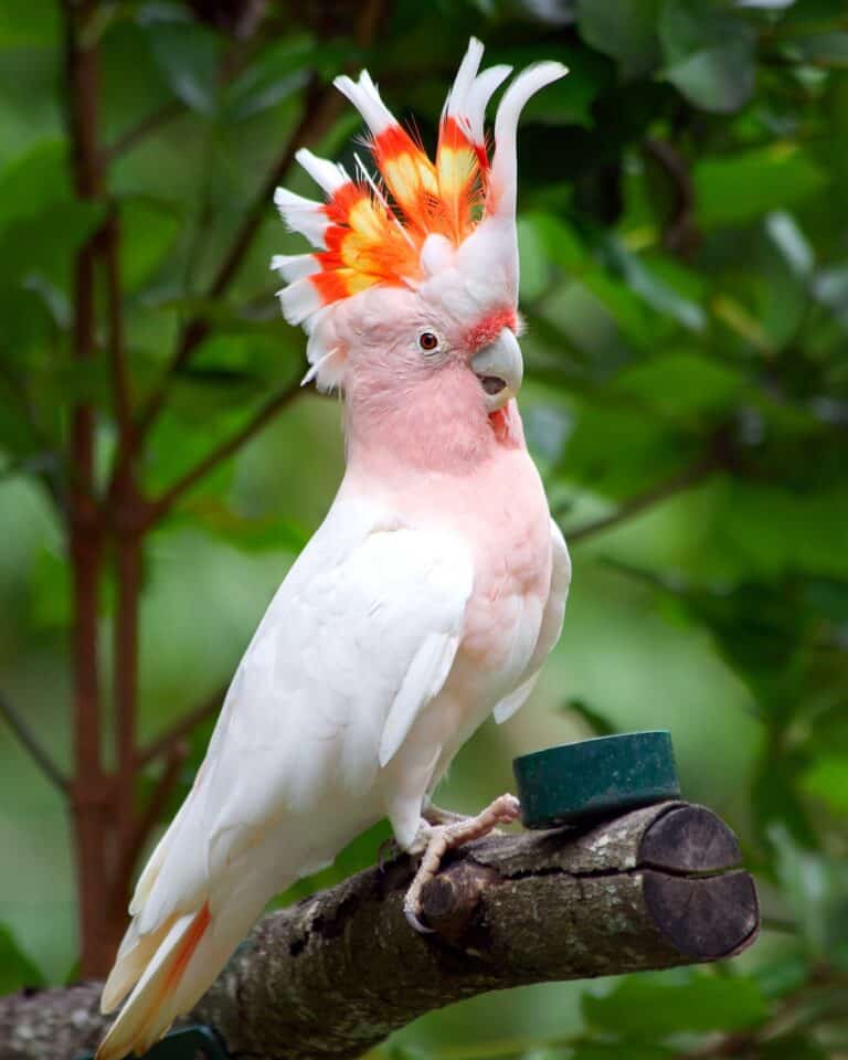 17 Types of Parrots That Make Wonderful Pets