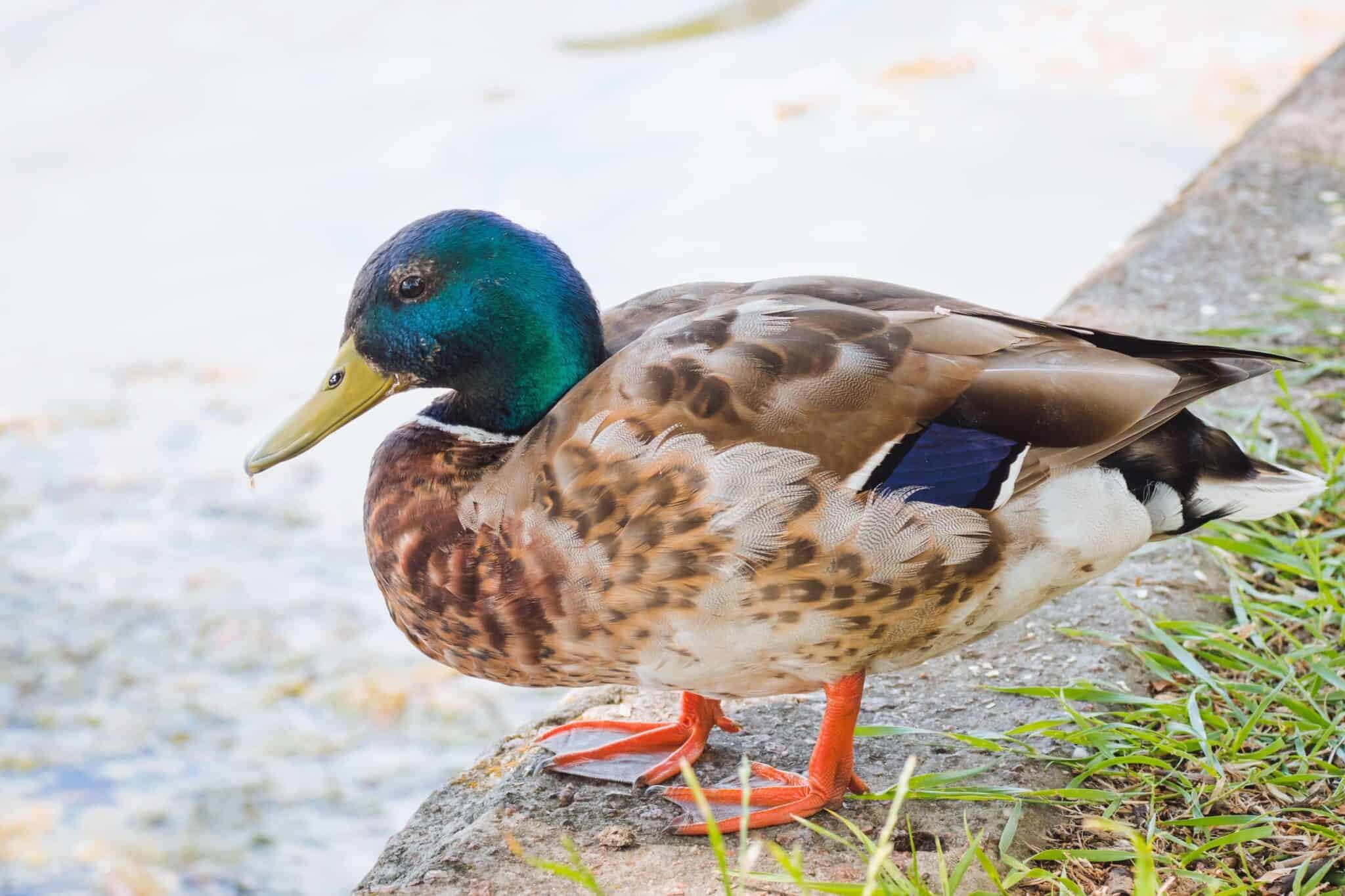 What Are Duck Feet Called? (Duck Feet Name & Facts)