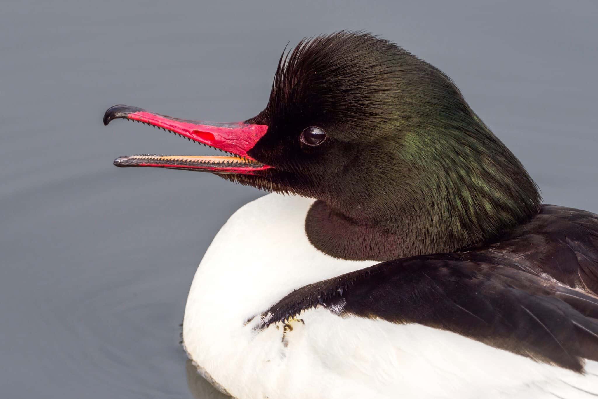 Do Birds Have Teeth? - 8 Birds That Have "Teeth"