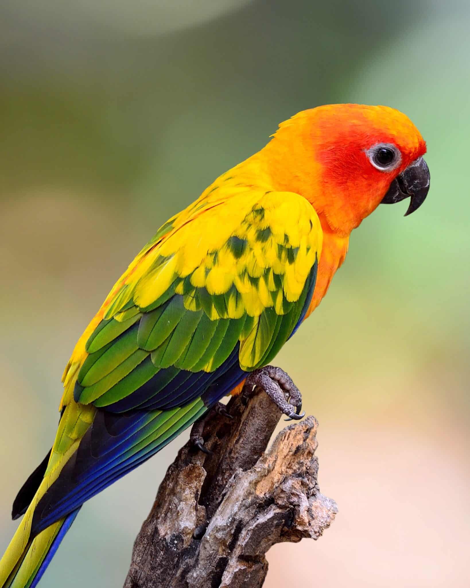 17 Types of Parrots That Make Wonderful Pets