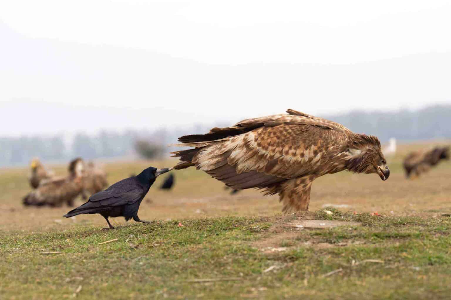 Do Crows Attack Eagles? (The Surprising Truth)