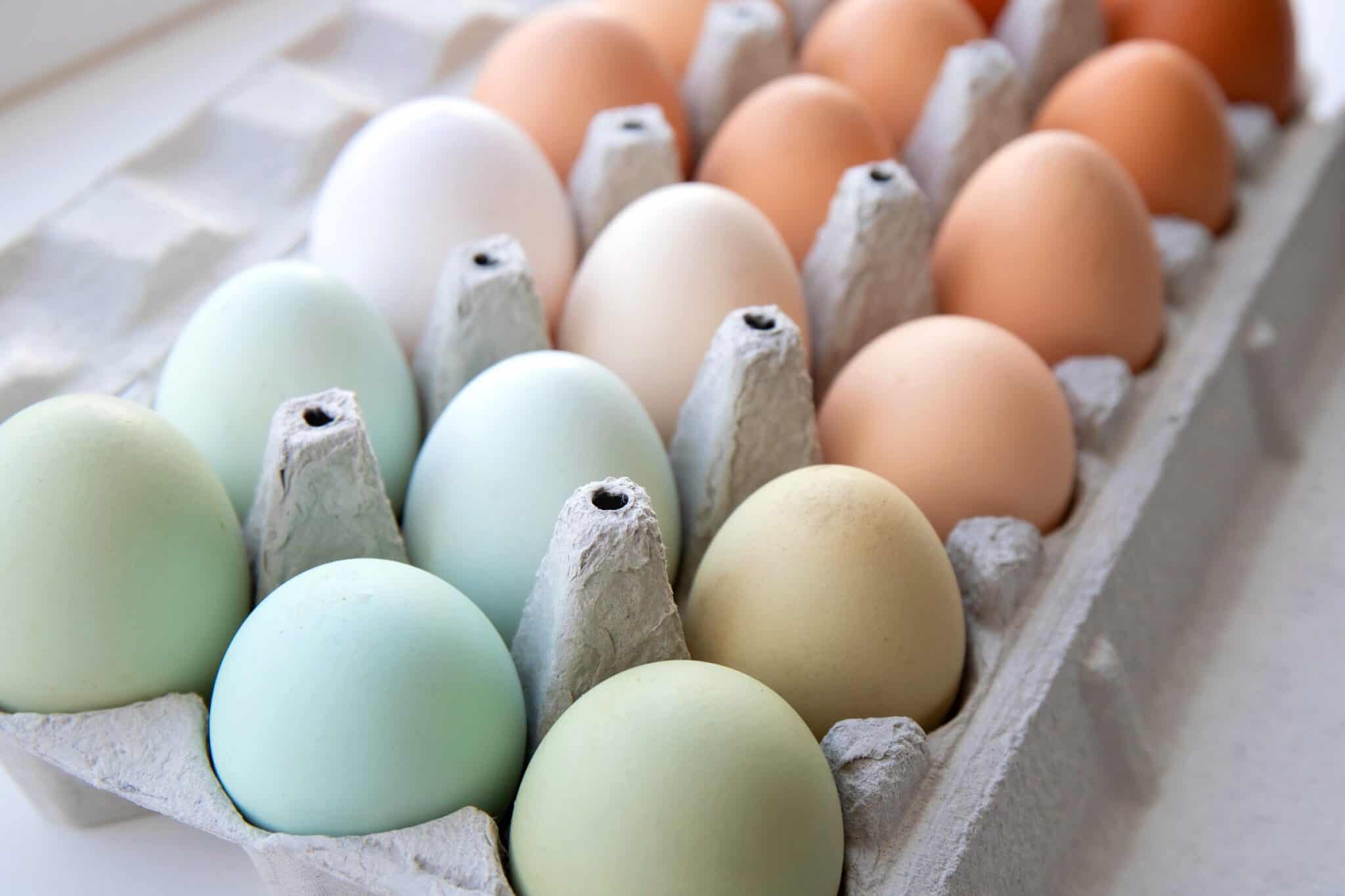 Turkey Eggs vs. Chicken Eggs: What's the Difference?