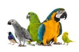 17 Types of Parrots That Make Wonderful Pets