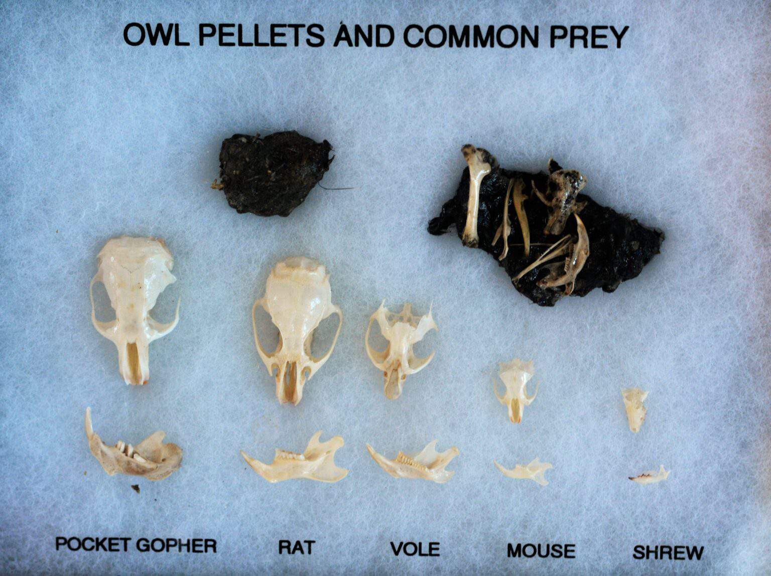 What Do Owls Eat? - Owl Feeding Habits & FAQs