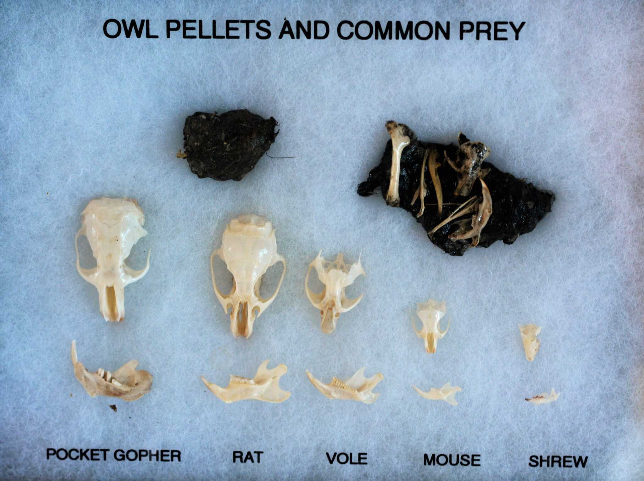 What Do Owls Eat? - Owl Feeding Habits & FAQs