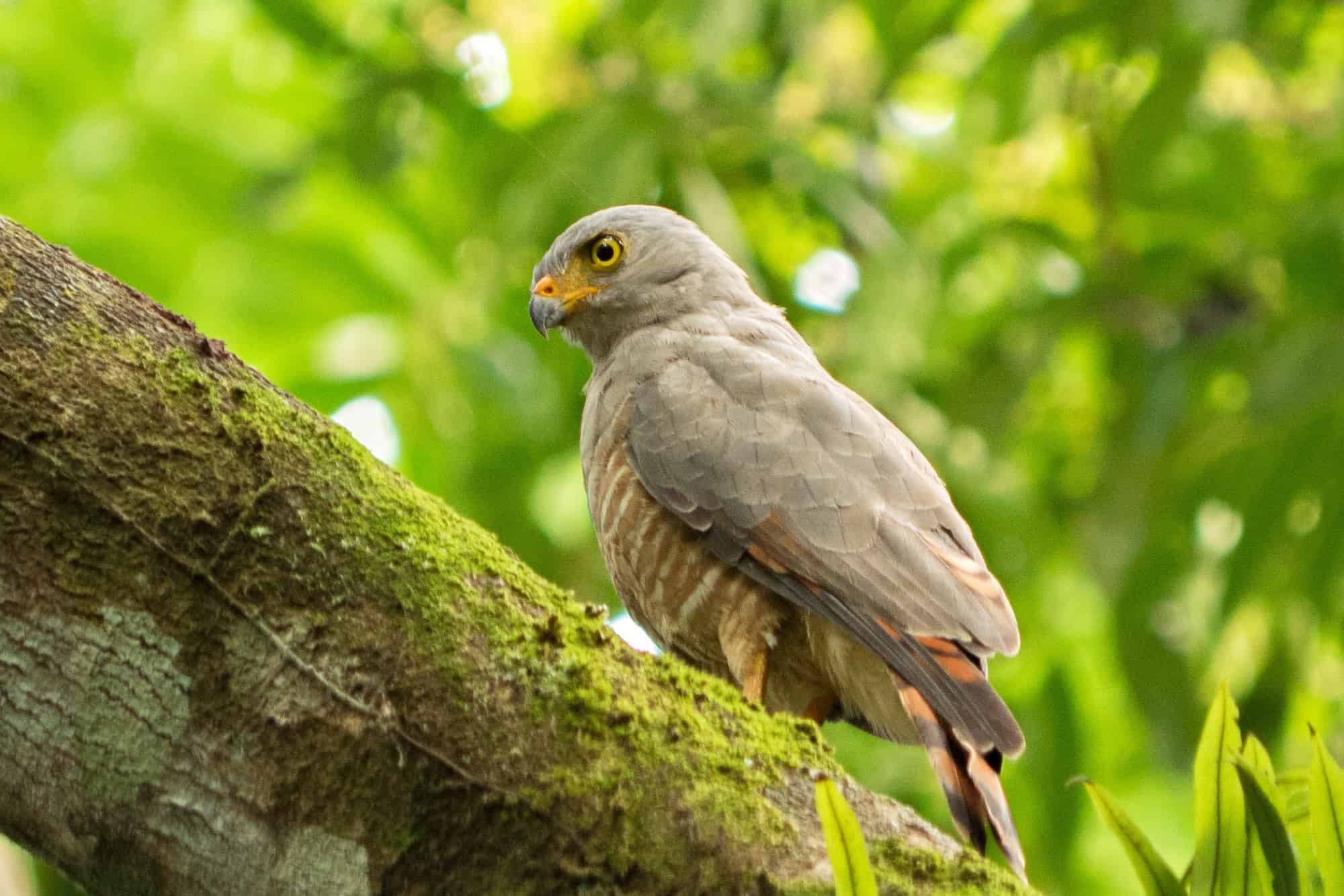 Do Birds Have Teeth? - 8 Birds That Have "Teeth"