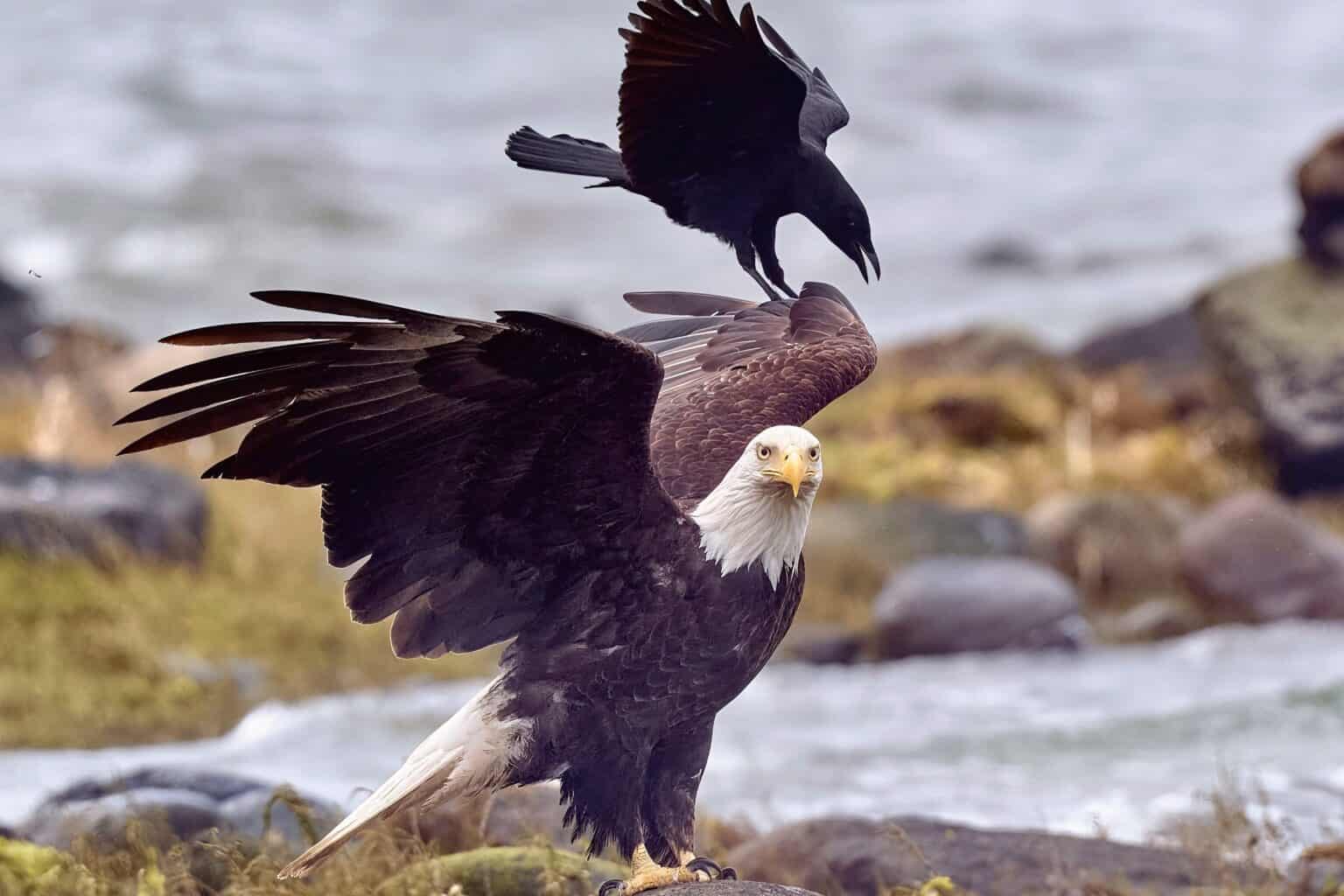 Do Crows Attack Eagles? (The Surprising Truth)