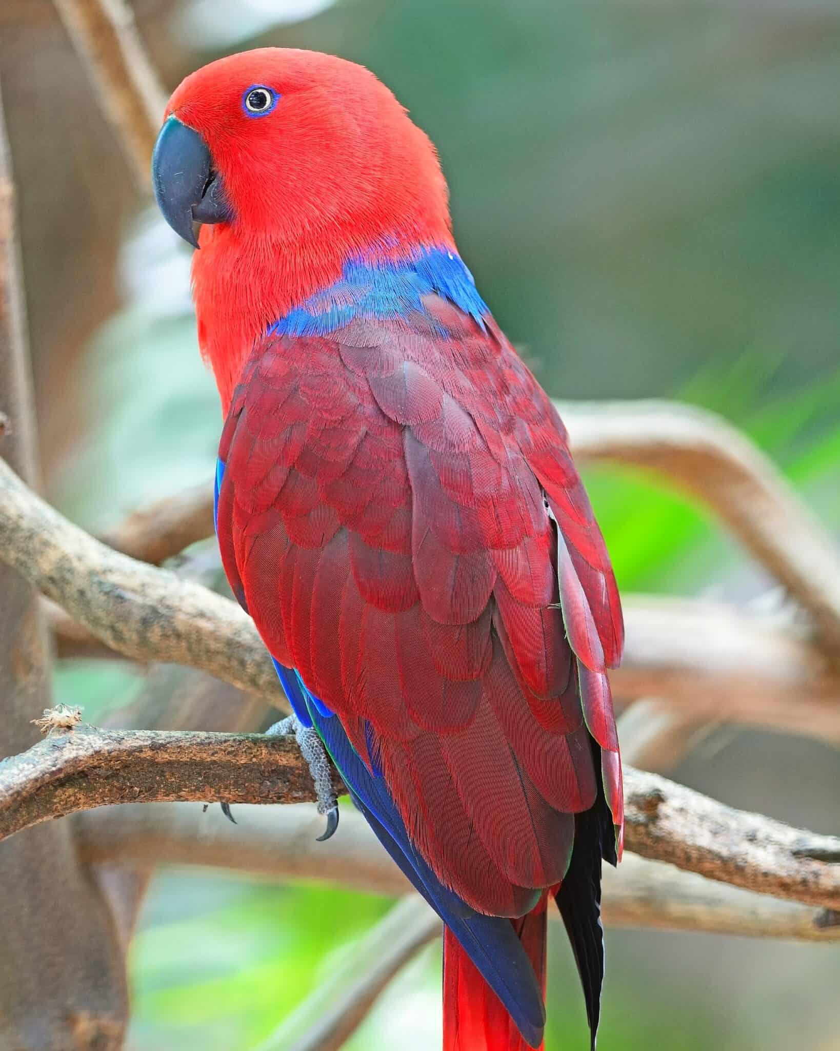 How Much Does a Talking Parrot Cost? (2025 Updated)