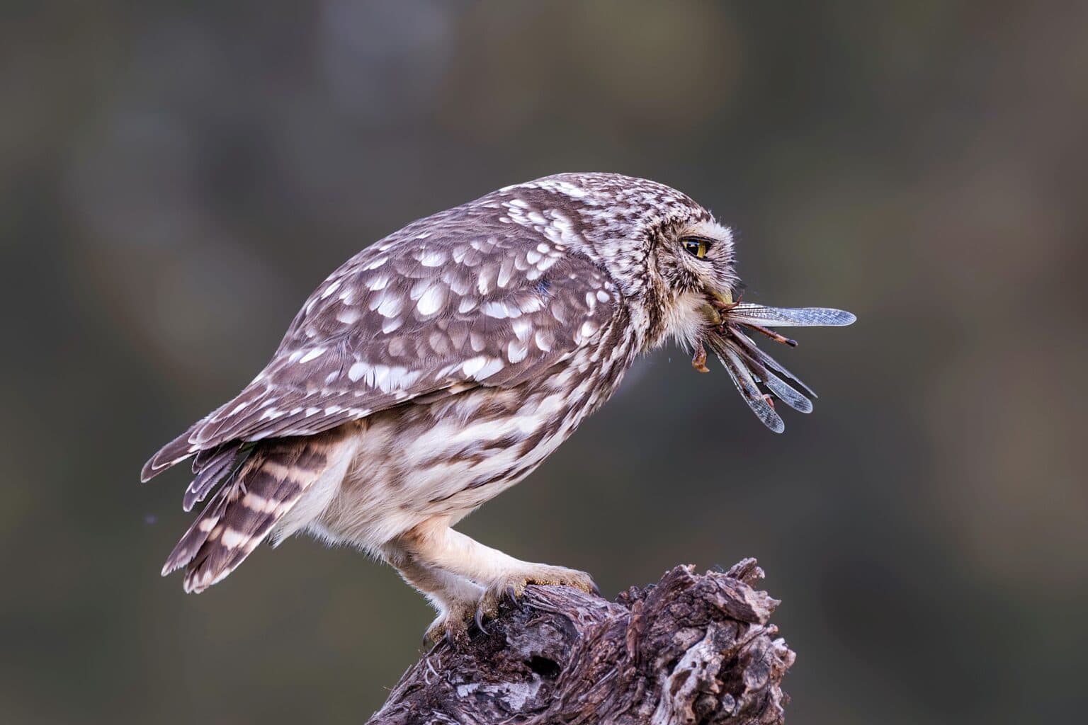 What Do Owls Eat? - Owl Feeding Habits & FAQs