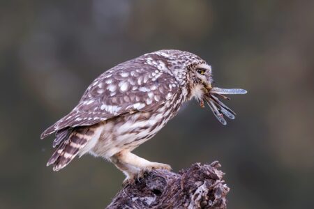 What Do Owls Eat? - Owl Feeding Habits & FAQs