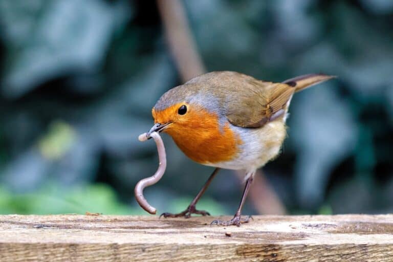 What Do Robins Eat? (Feeding Tips & How to Attract Them)