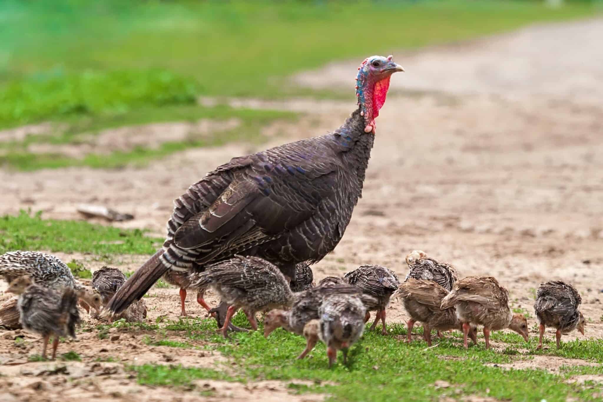 Male vs. Female Turkeys: What’s the Difference?