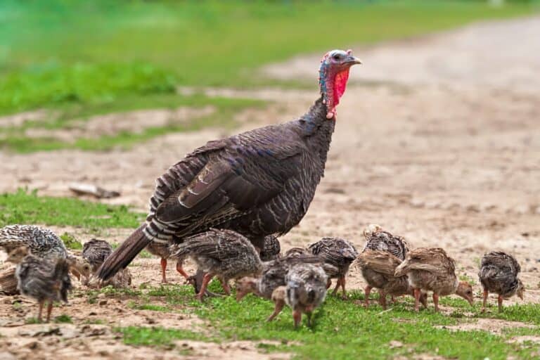 Male vs. Female Turkeys: What’s the Difference?