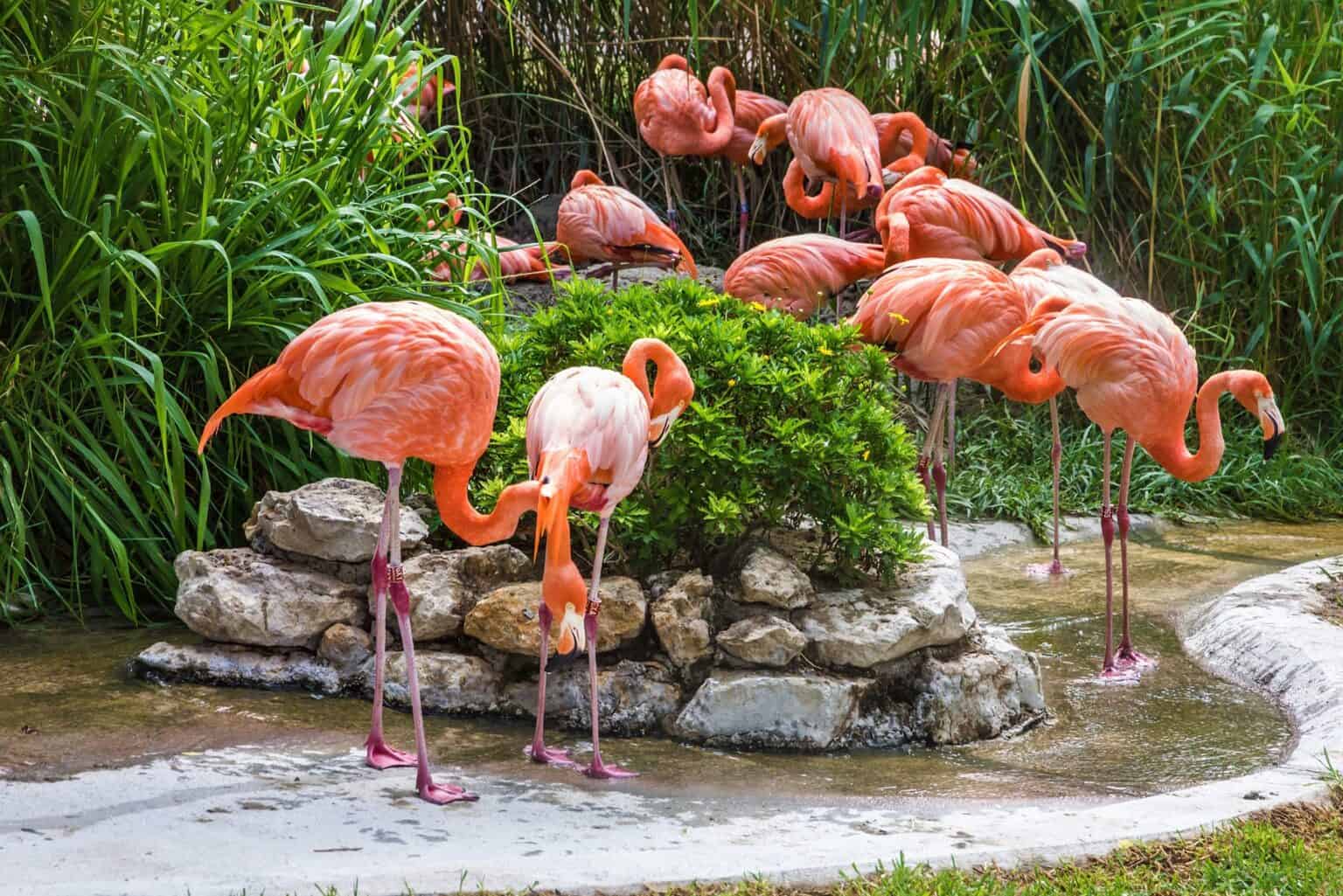 Can Flamingos Fly? - All You Need to Know