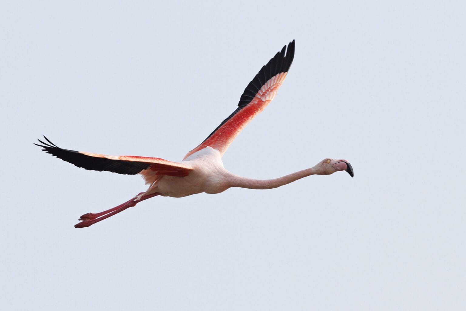 Can Flamingos Fly? - All You Need to Know