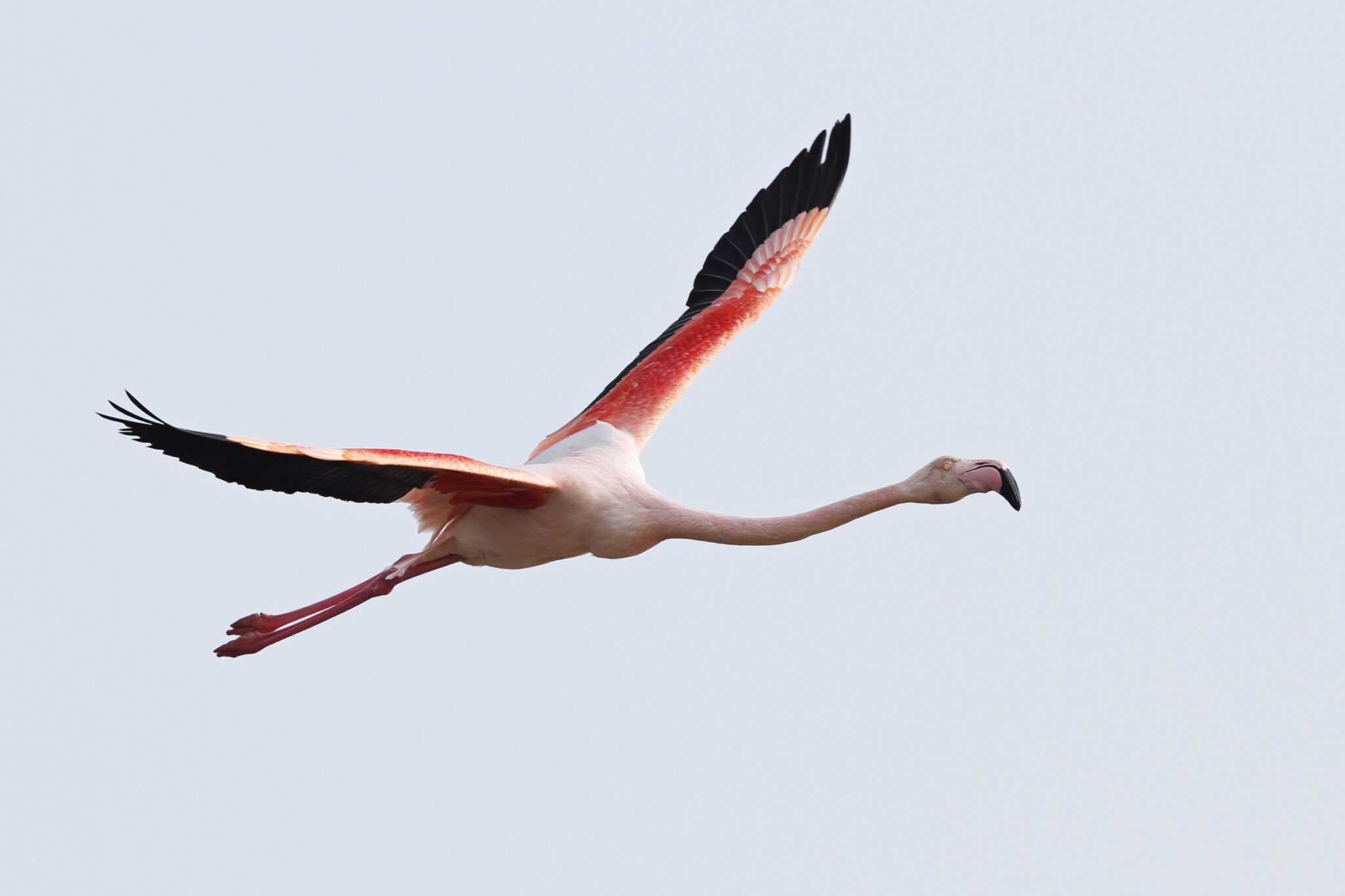 Can Flamingos Fly? - All You Need to Know