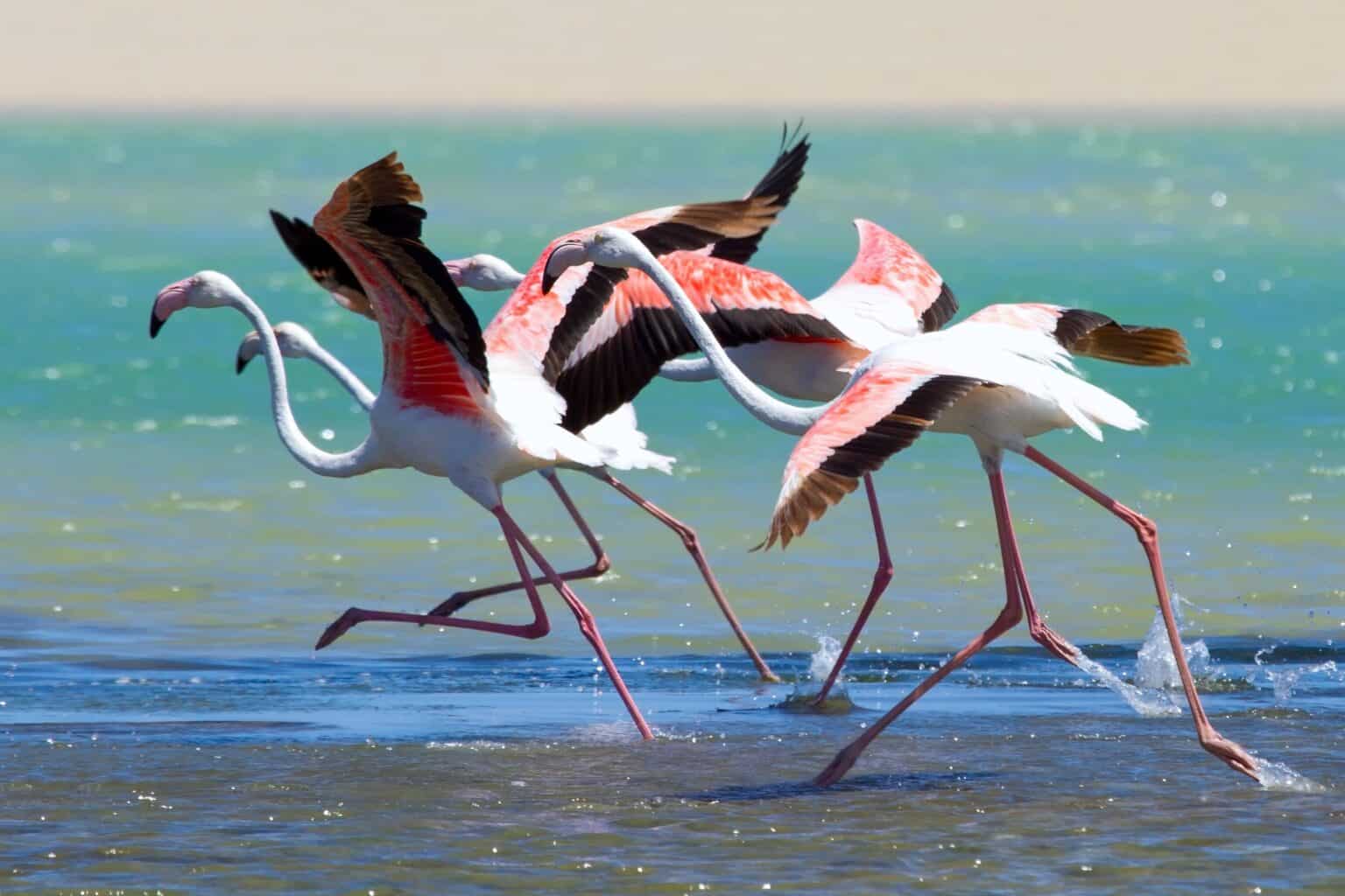 Can Flamingos Fly? - All You Need to Know
