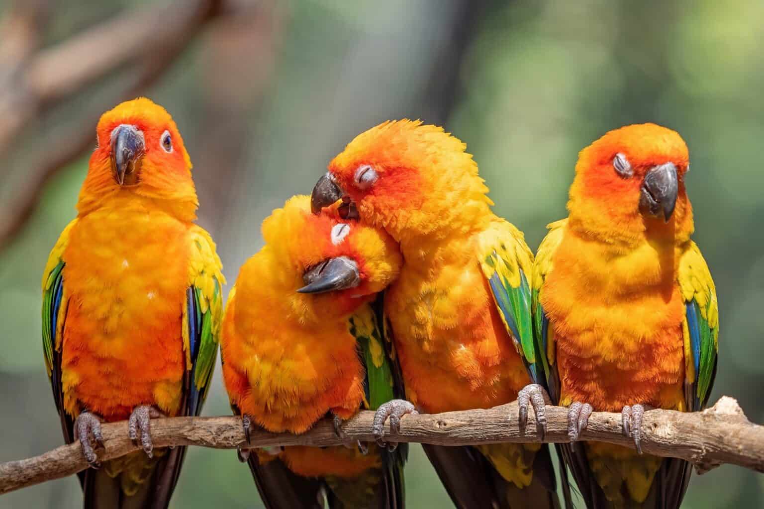 How Much Does a Talking Parrot Cost? (2025 Updated)