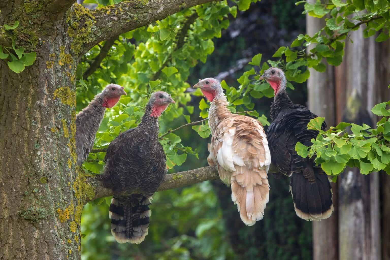 14 Interesting Facts About Baby Turkeys