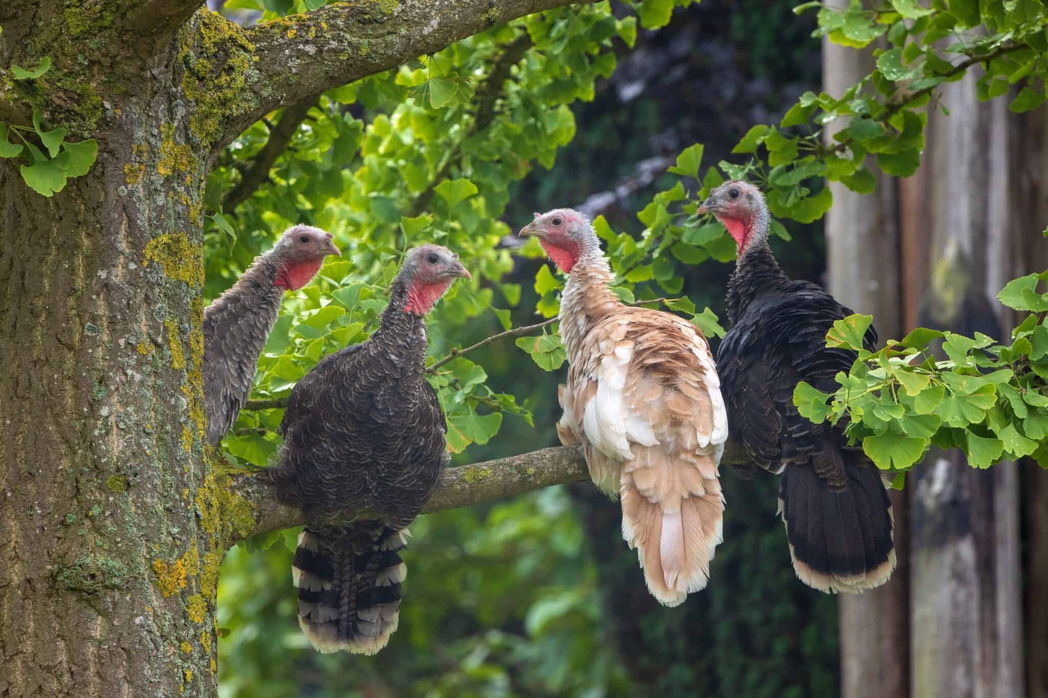 14 Interesting Facts About Baby Turkeys