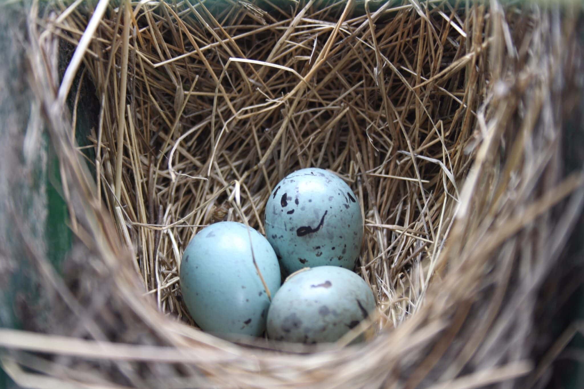 Grackle vs. Crow: What’s the Difference?