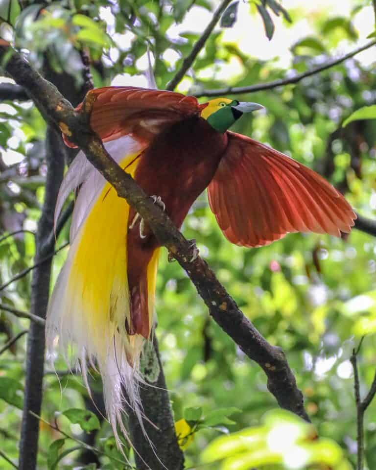 16 Birds With Long Tails (Long-Tailed Birds)