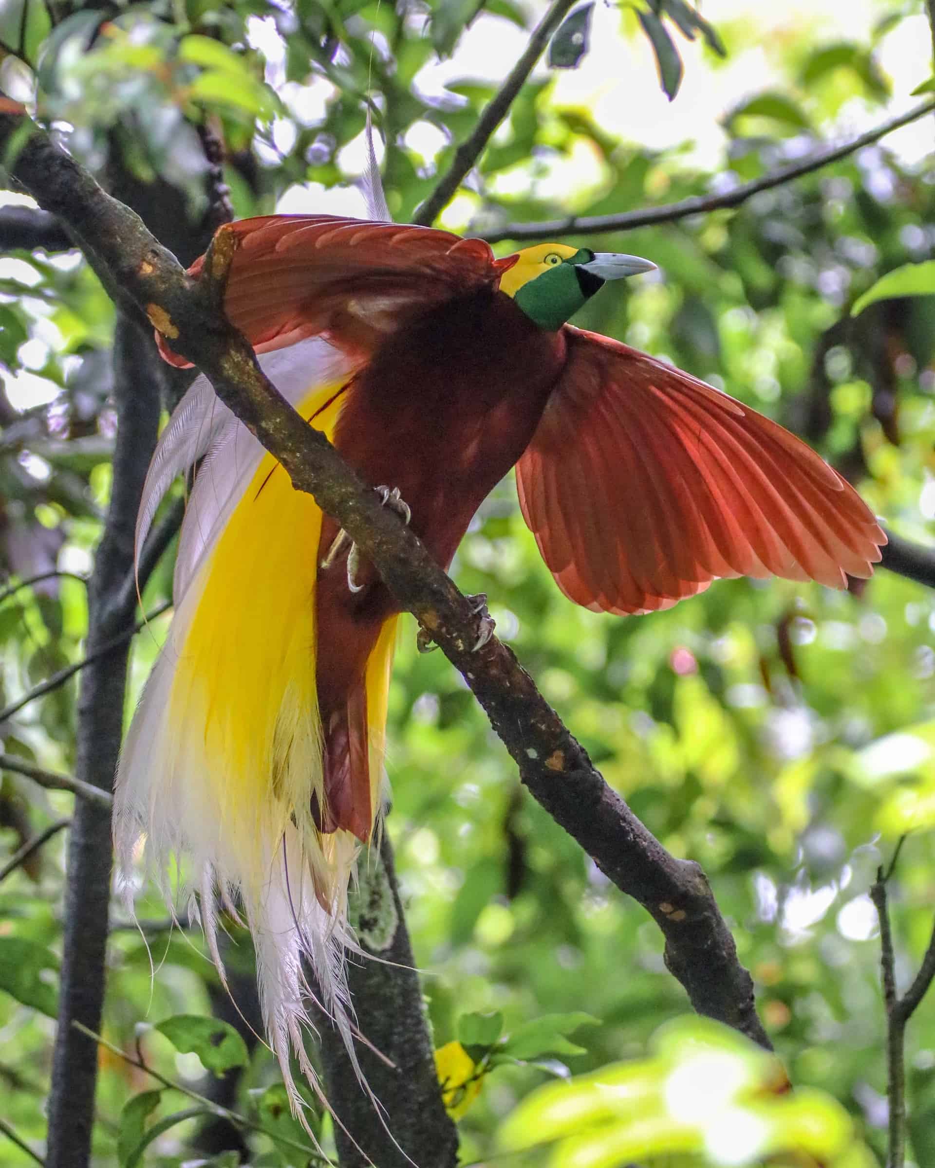 16 Birds With Long Tails (Long-Tailed Birds)