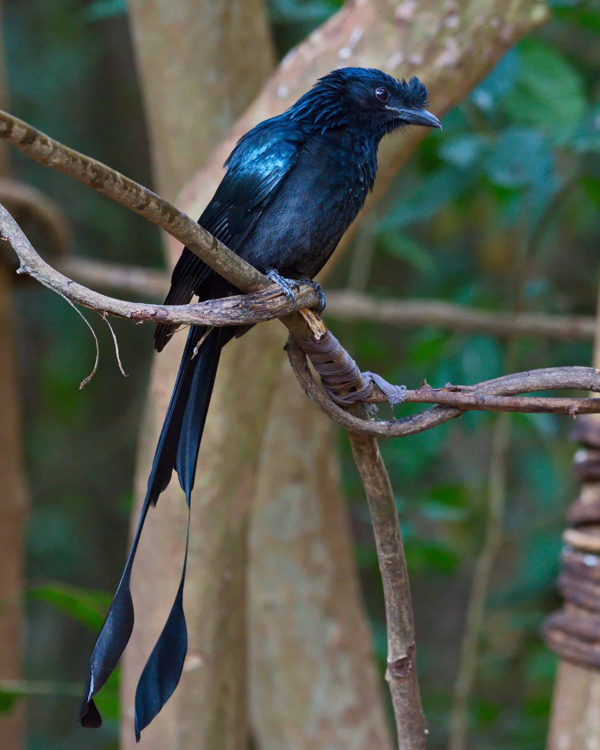16 Birds With Long Tails (Long-Tailed Birds)