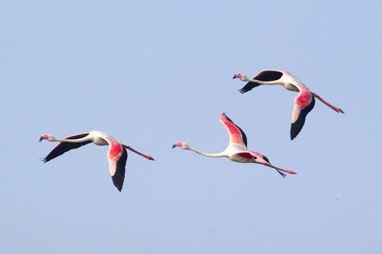 Can Flamingos Fly? - All You Need to Know