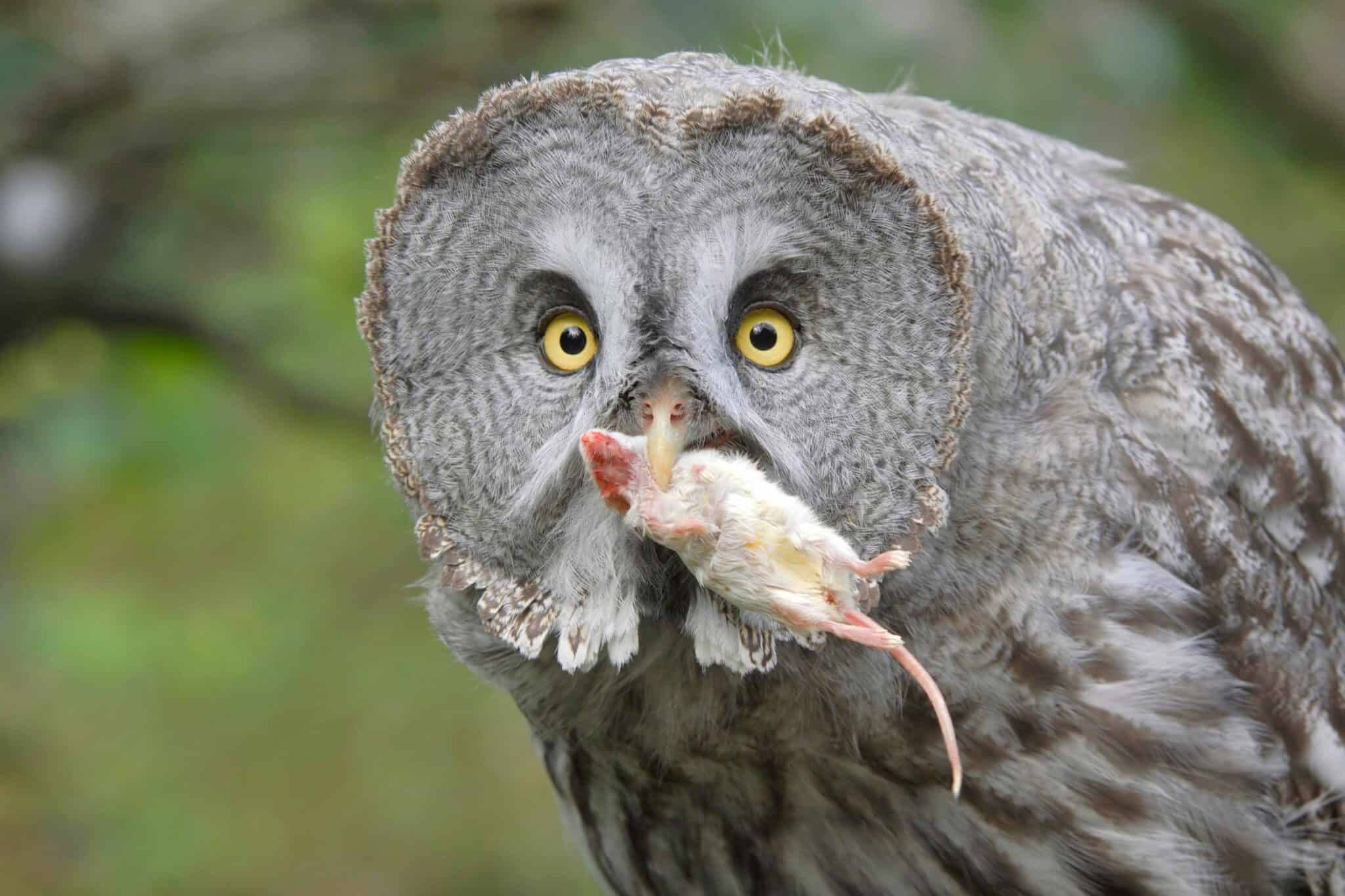 What Do Owls Eat? - Owl Feeding Habits & FAQs