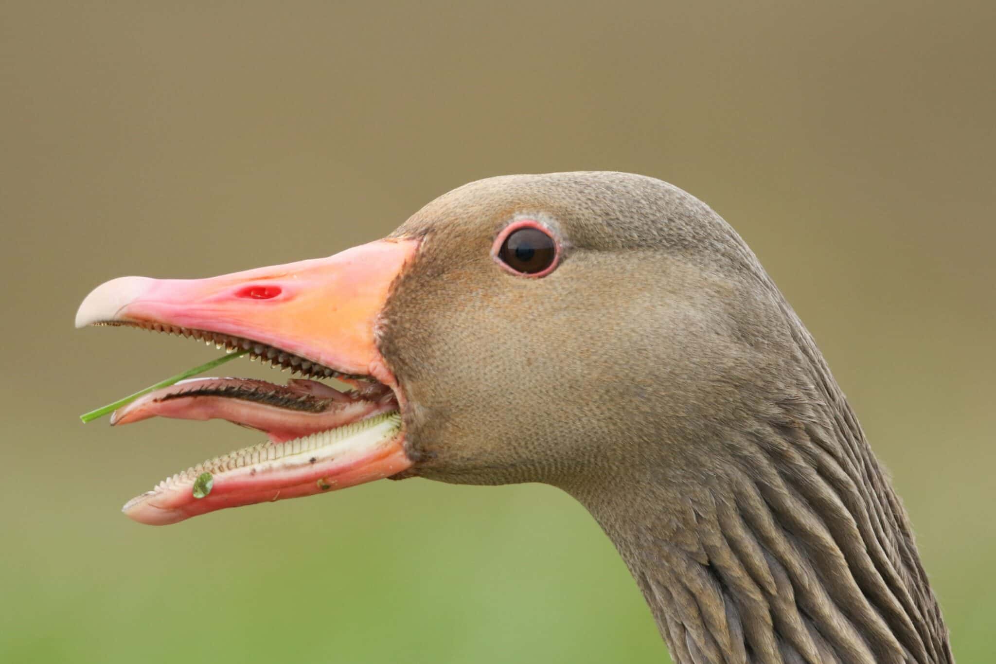Do Birds Have Teeth? - 8 Birds That Have "Teeth"