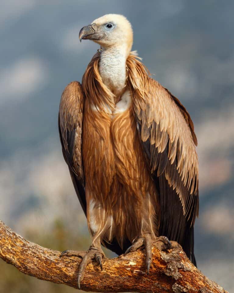 Top 10 Largest Vulture Species in the World