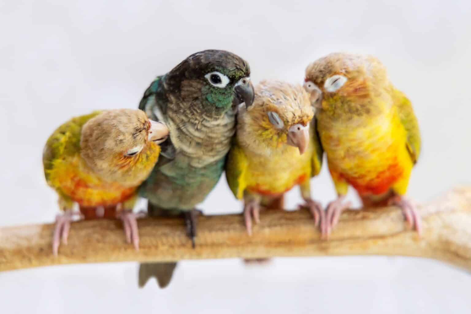 What Is a Group of Parrots Called? (And Why?)