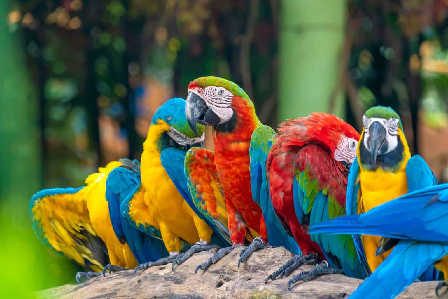 What Is a Group of Parrots Called? (And Why?)
