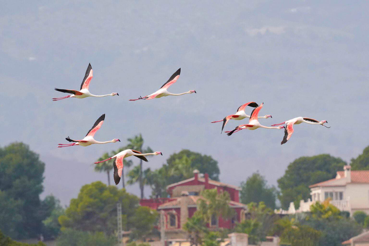 Can Flamingos Fly? - All You Need to Know