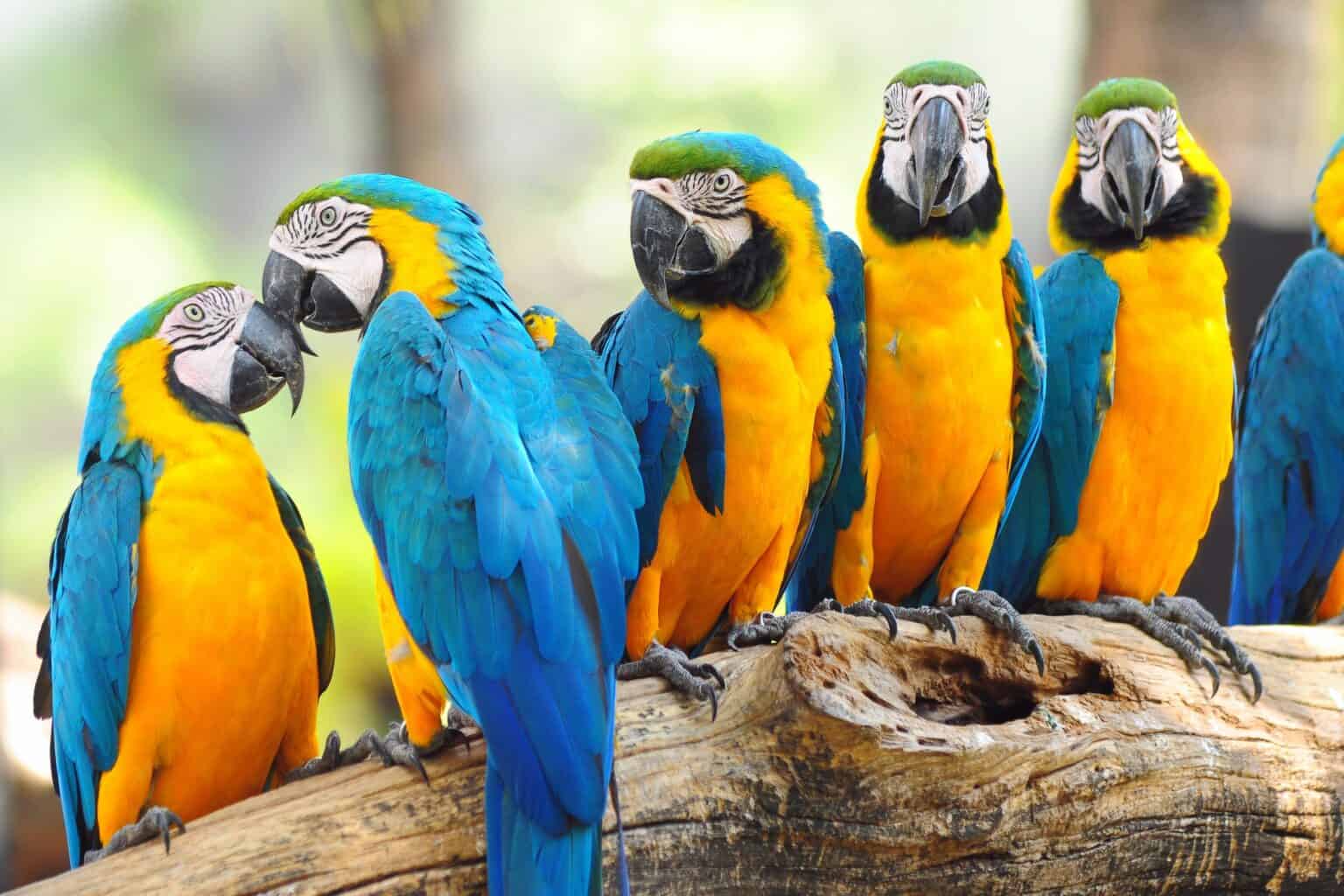 What Is a Group of Parrots Called? (And Why?)