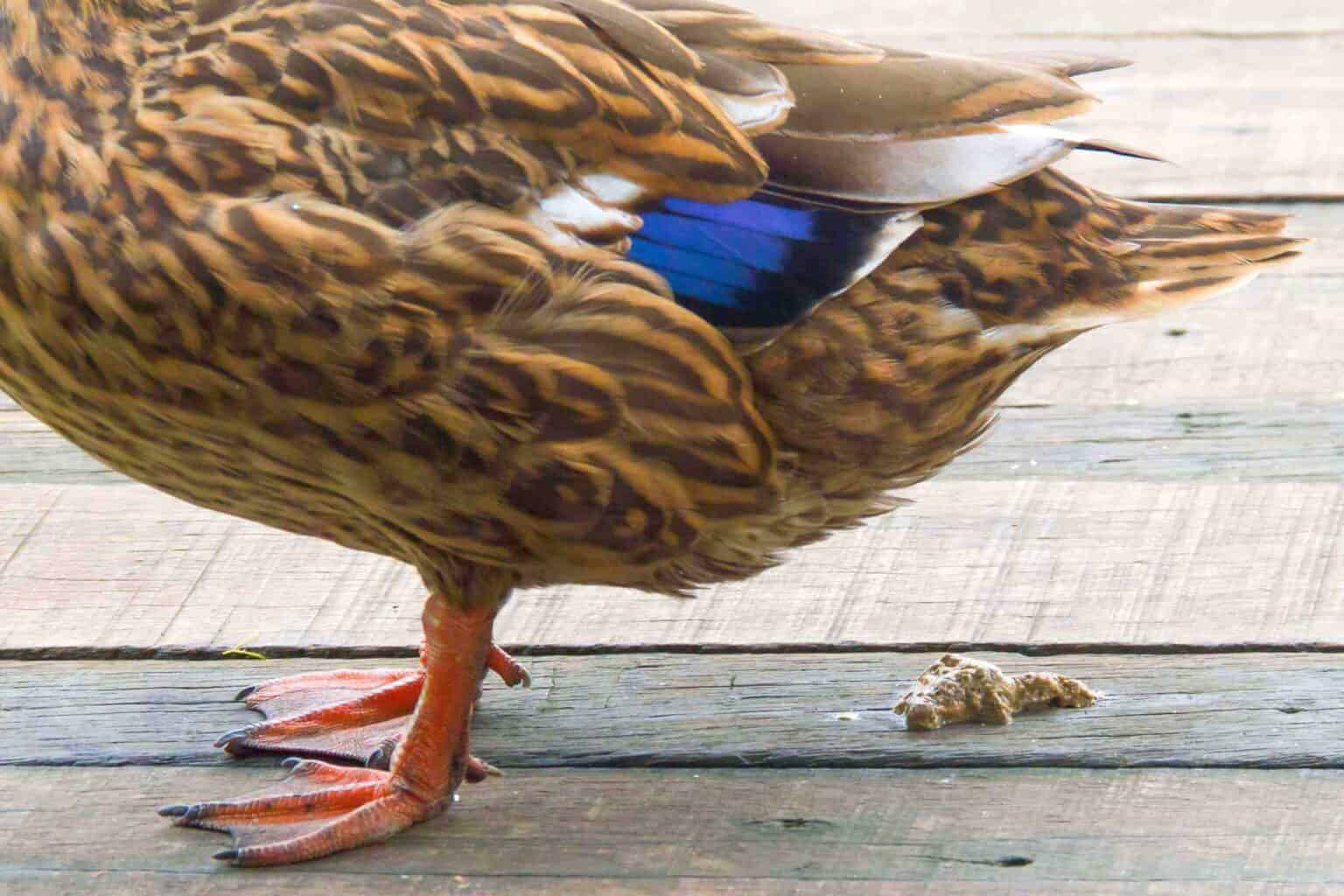 Duck Poop 101: Everything You Need to Know!