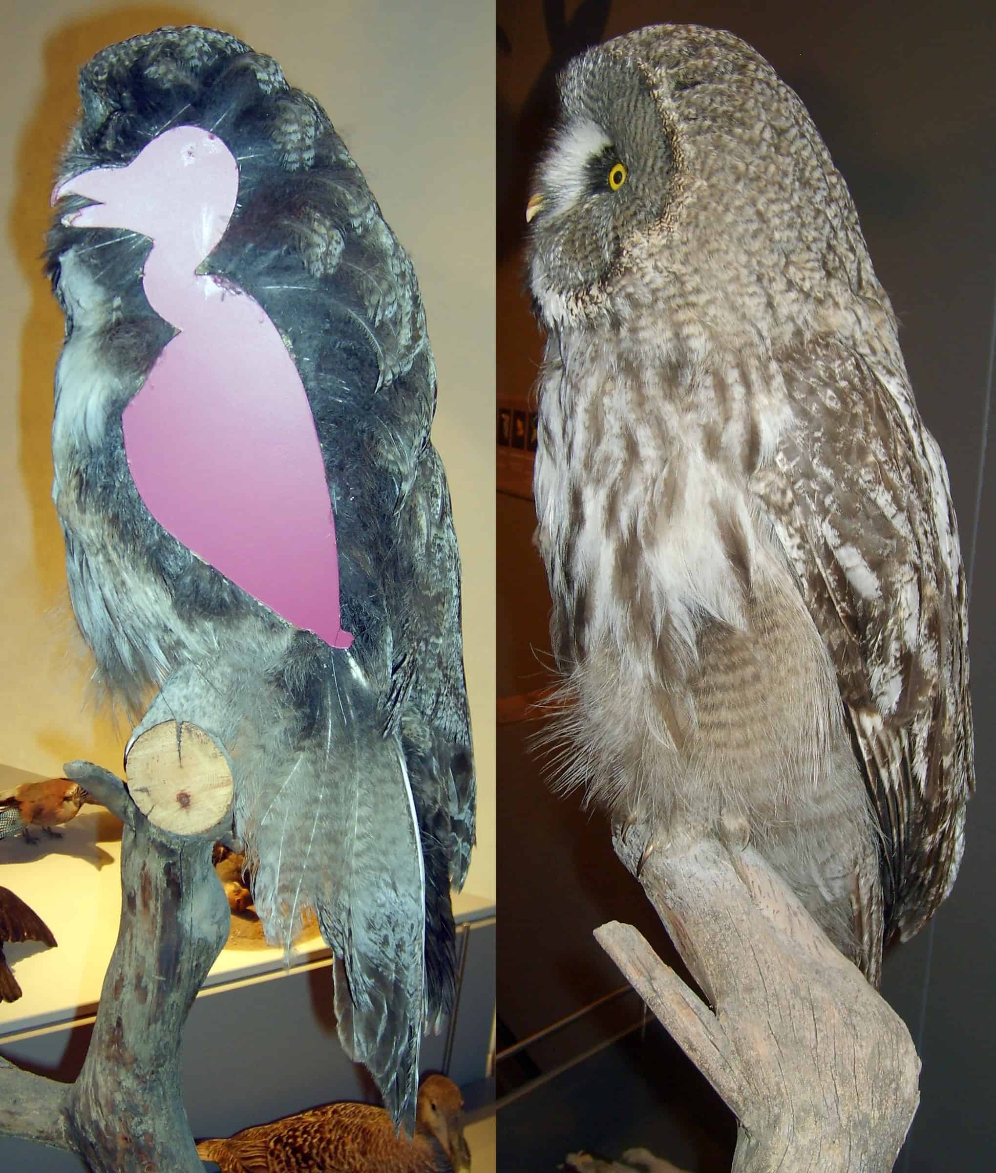 What Do Owls Really Look Like Without Feathers?